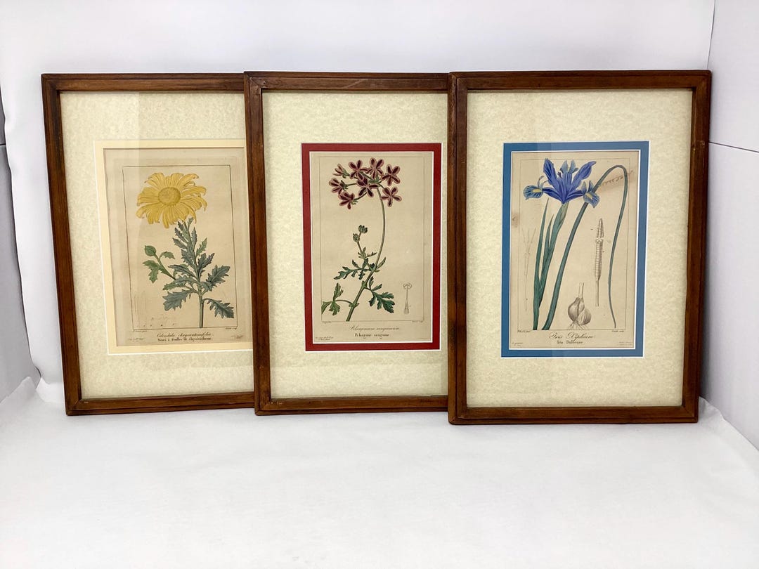 Hand Colored Botanical Drawings C.1700s X3 – Framed – Antique English ...