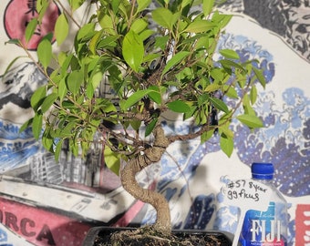 Golden Gate Ficus - Etsy