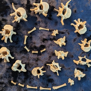 Spiral Bone Picture - Etsy