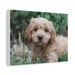 Light Brown Cavapoo Puppy Matte Canvas Print, Stretched, 1.25" - Etsy