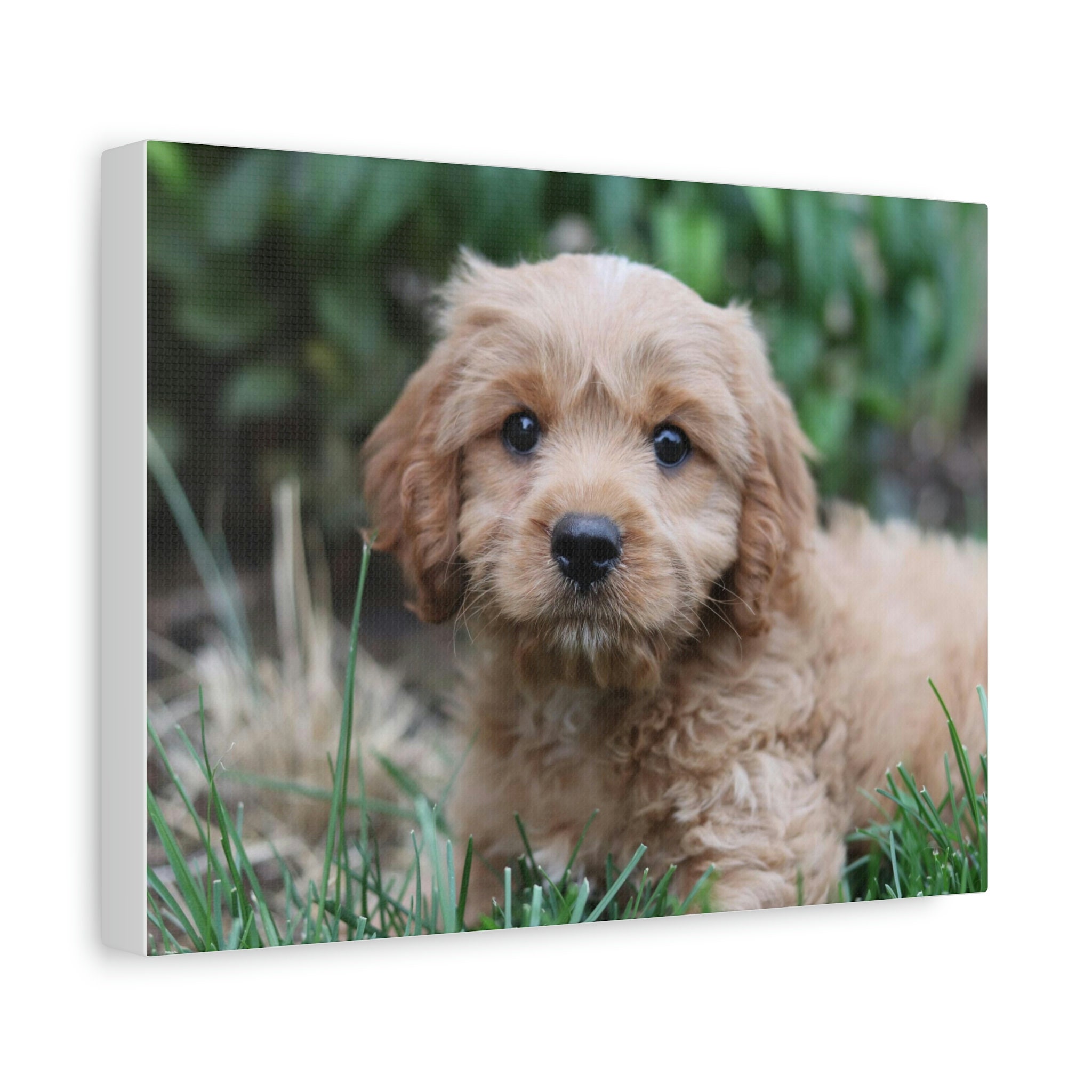 Light Brown Cavapoo Puppy Matte Canvas Print, Stretched, 1.25" - Etsy
