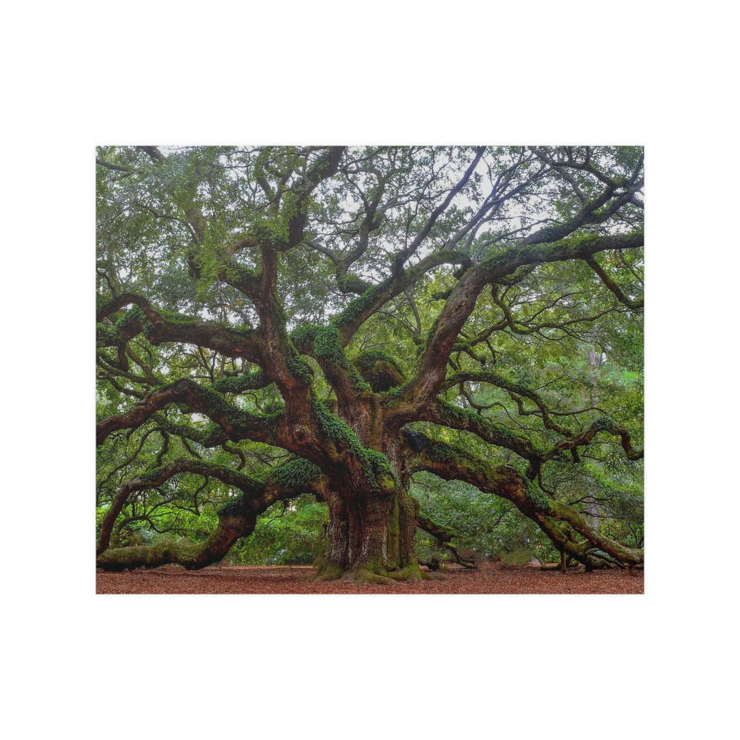 Angel Oak Tree Satin Poster, Charleston South Carolina Wall Art - Etsy