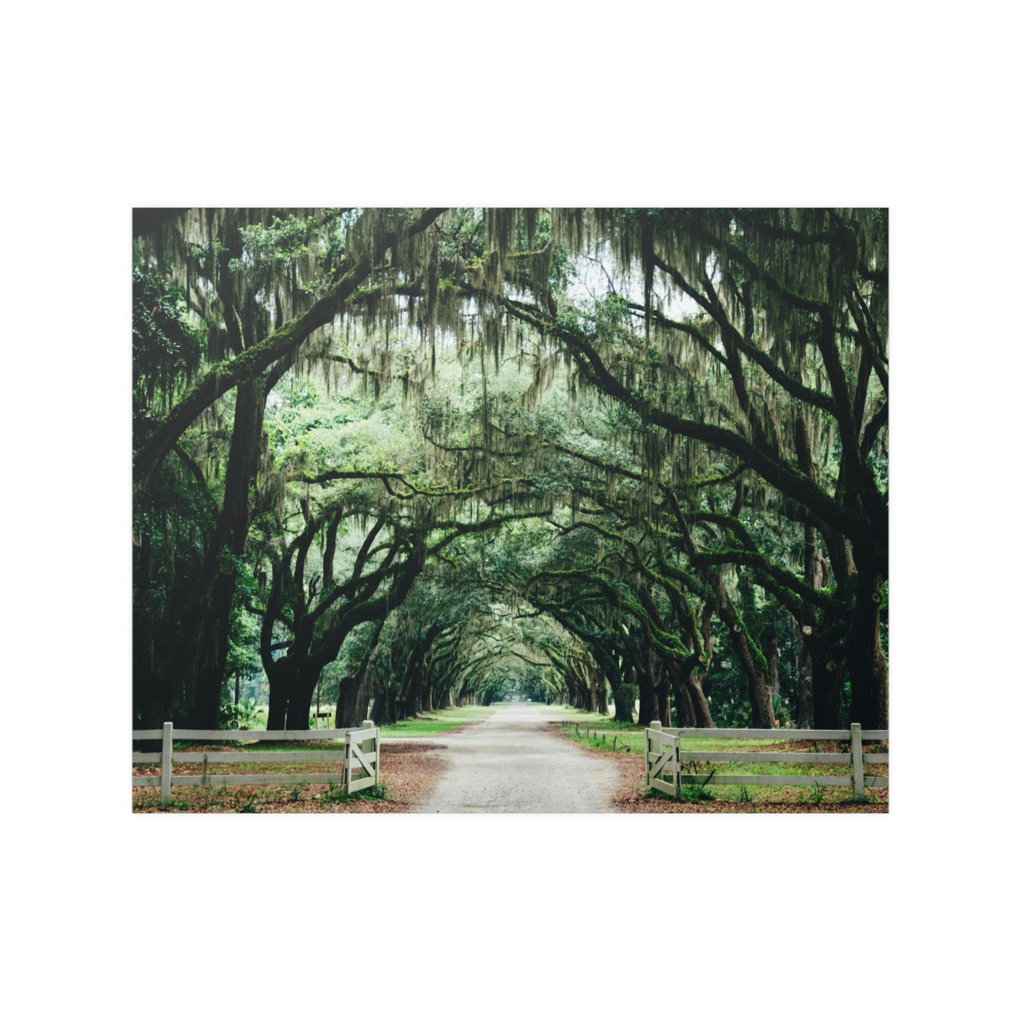 Savannah Georgia Live Oak Alley Satin Poster - Etsy