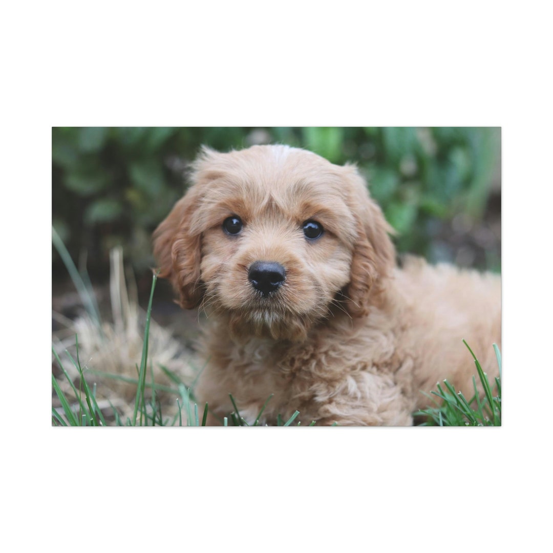 Light Brown Cavapoo Puppy Matte Canvas Print, Stretched, 1.25" - Etsy
