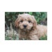 Light Brown Cavapoo Puppy Matte Canvas Print, Stretched, 1.25" - Etsy