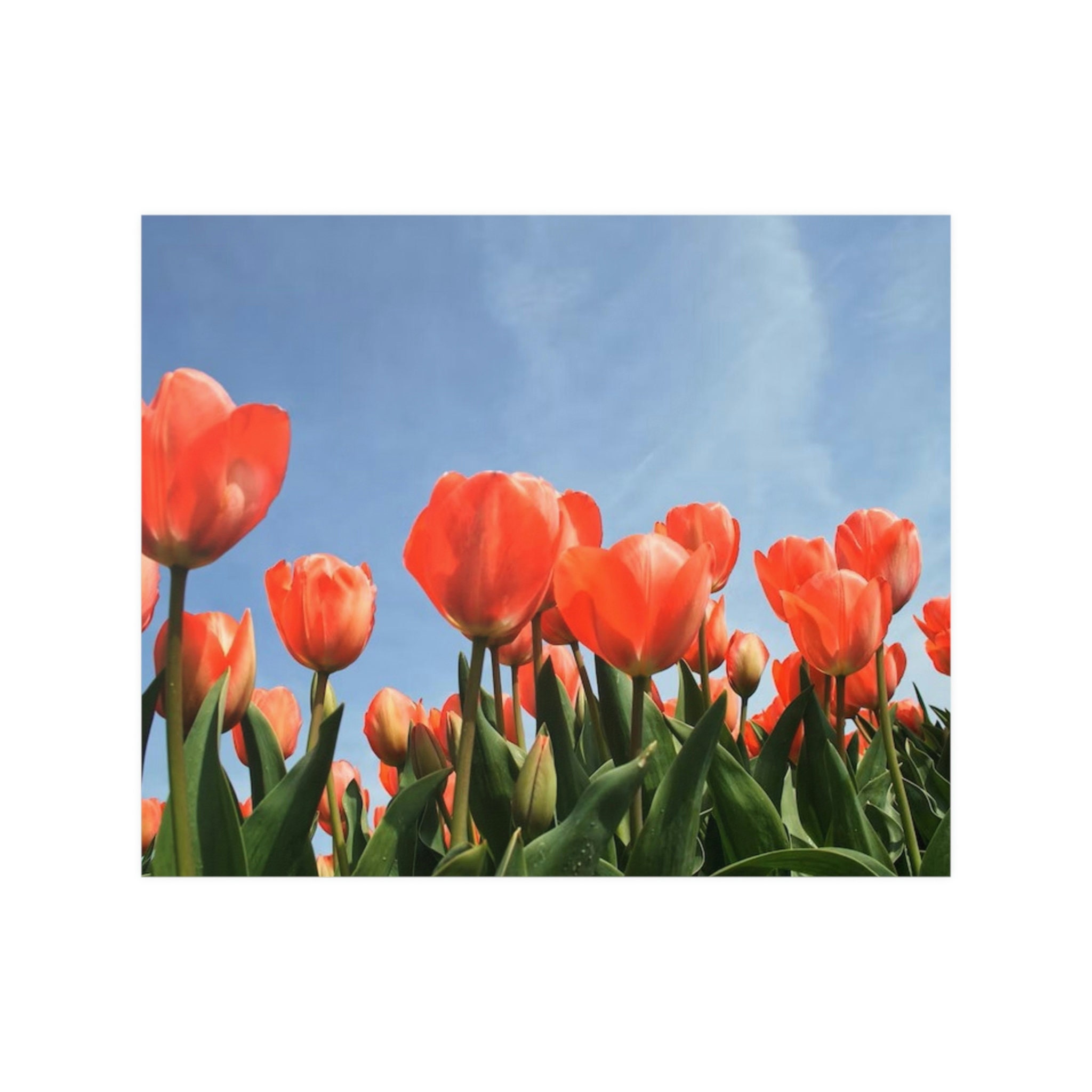 Coral Tulip Poster for Framing, Coral Tulip, Tulip Towards the Sky ...