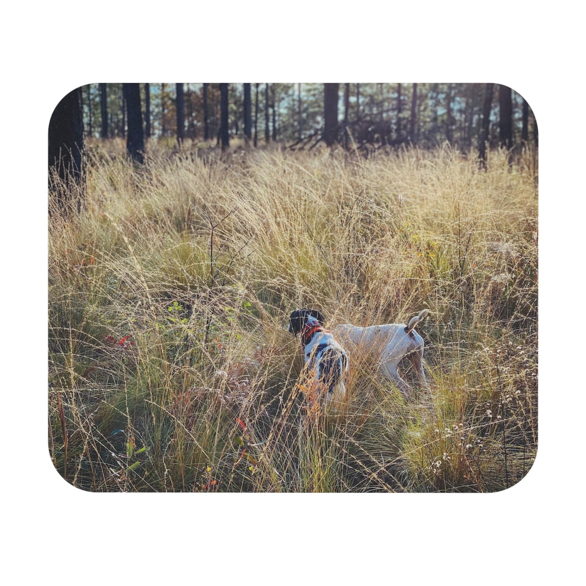 Dogs on Point, Pointing Dogs, Pointer, Dog, Upland Hunting, Quail ...