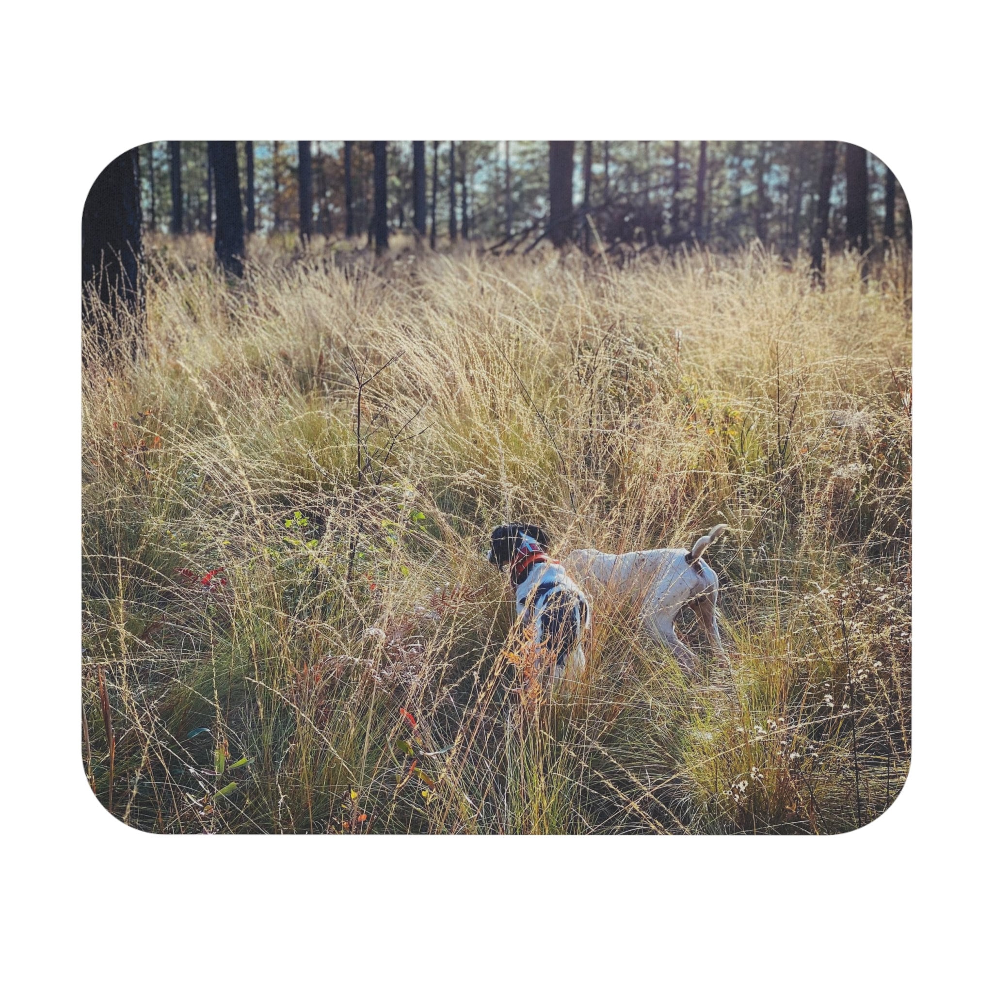 Dogs on Point, Pointing Dogs, Pointer, Dog, Upland Hunting, Quail ...