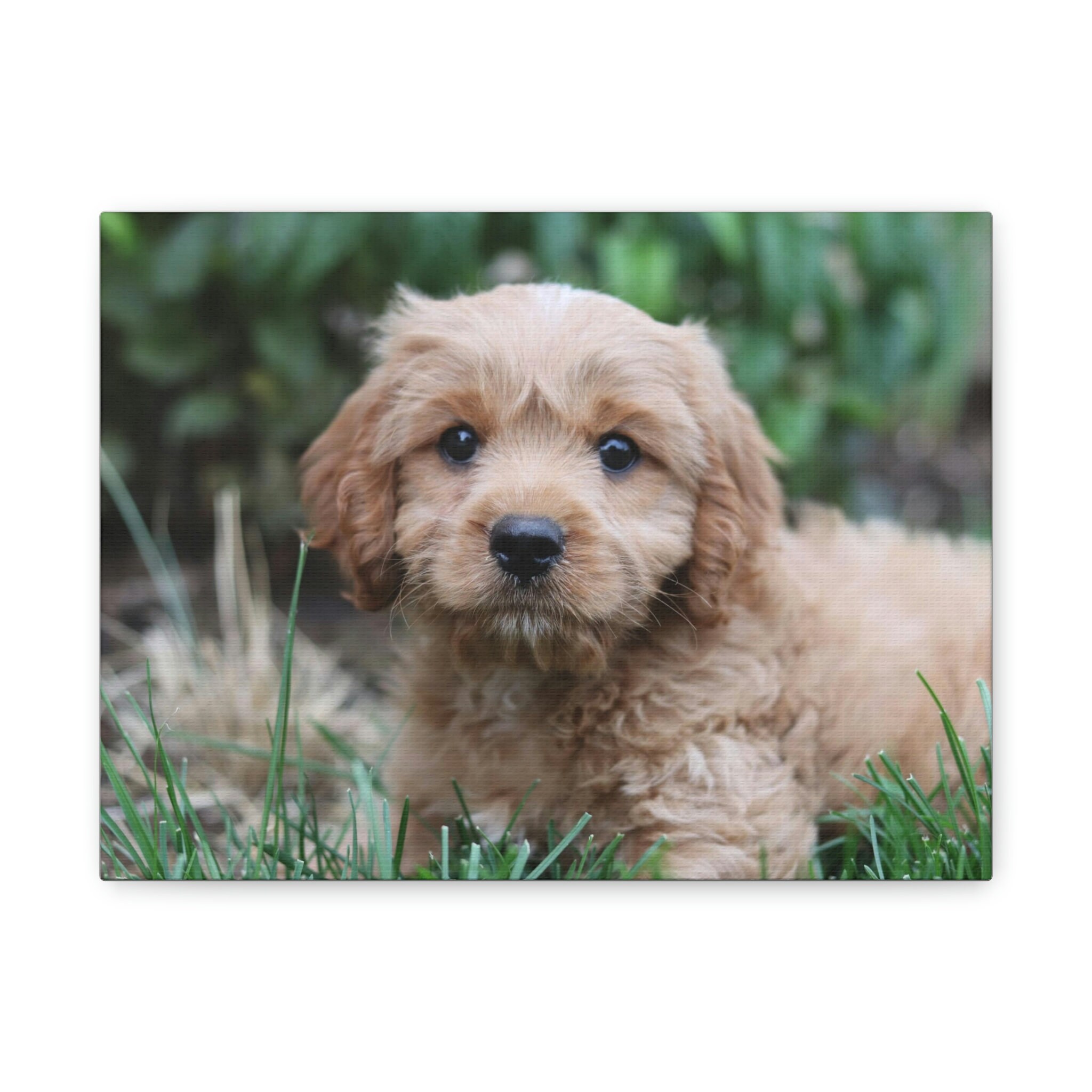 Light Brown Cavapoo Puppy Matte Canvas Print, Stretched, 1.25" - Etsy