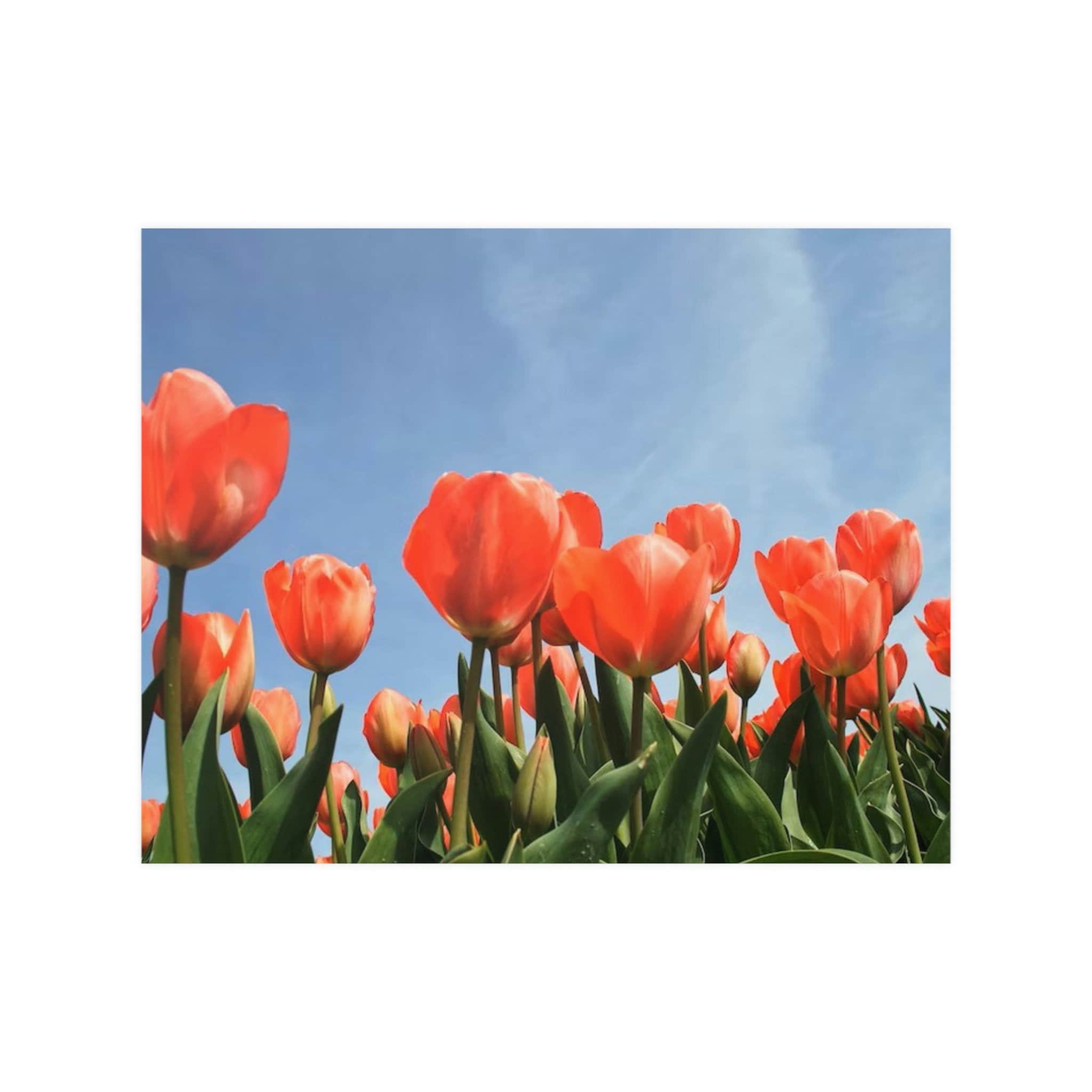Coral Tulip Poster for Framing, Coral Tulip, Tulip Towards the Sky ...