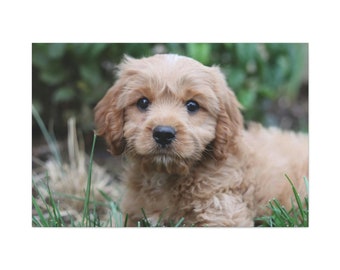 Cavapoo Canvas Print - Etsy
