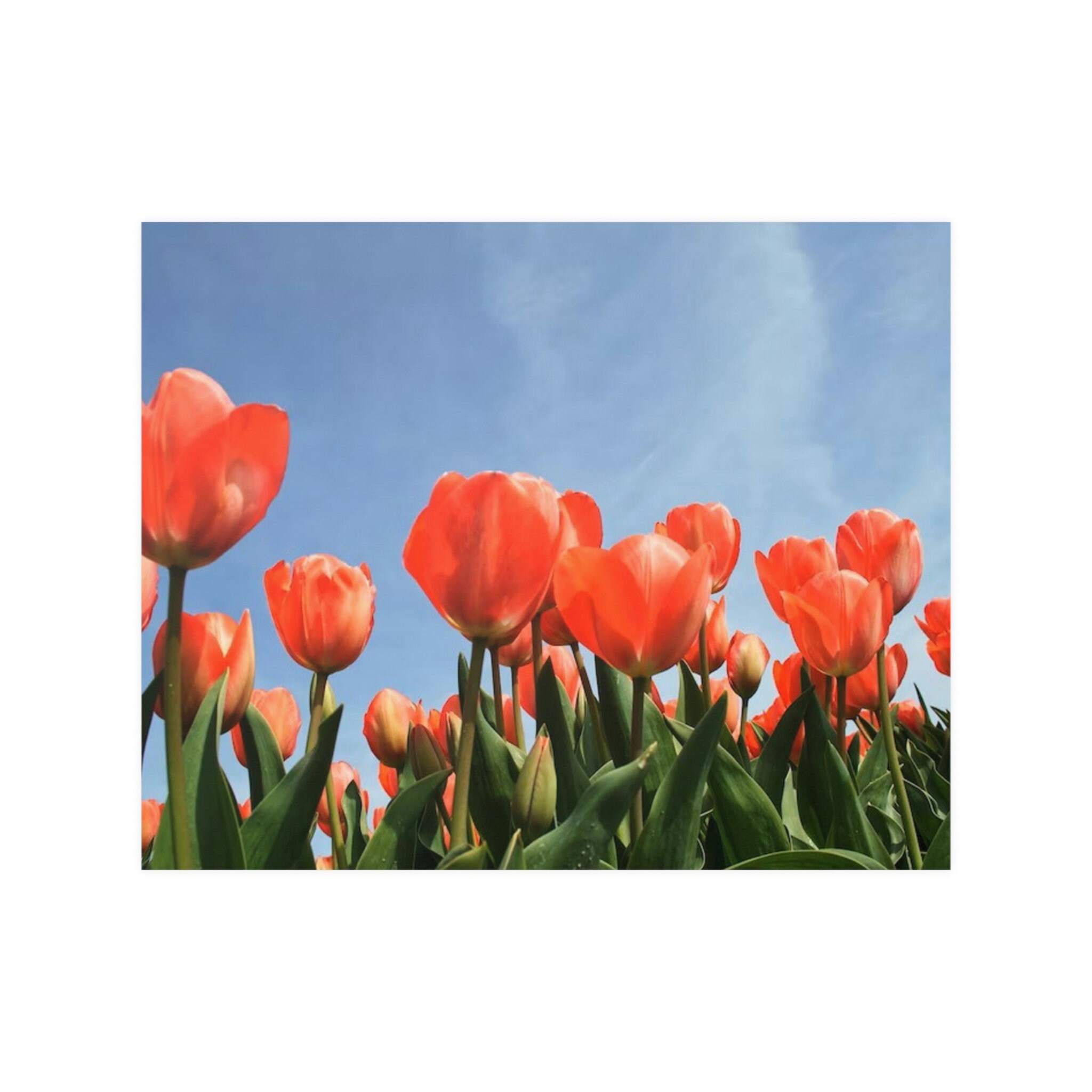 Coral Tulip Poster for Framing, Coral Tulip, Tulip Towards the Sky ...
