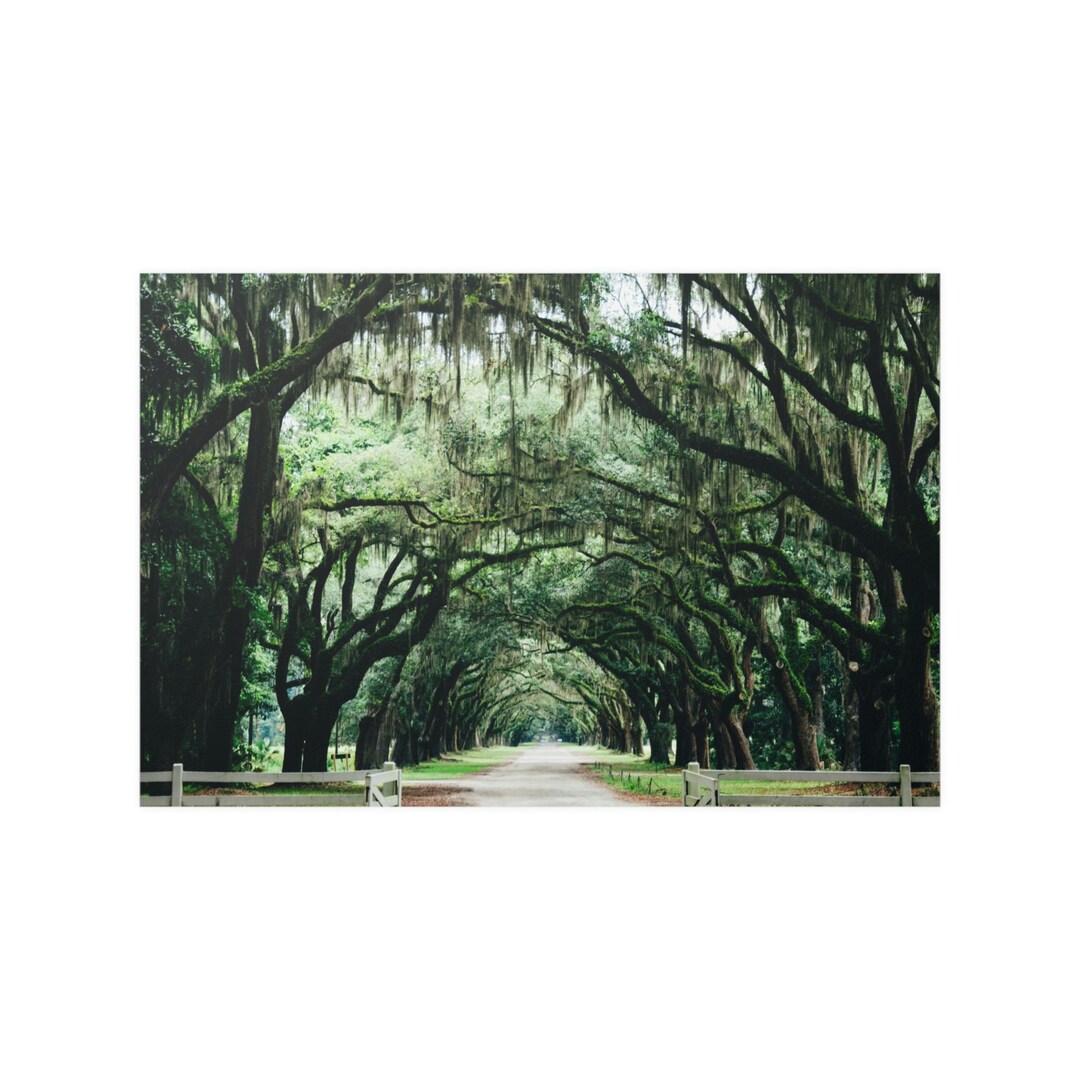 Savannah Georgia Live Oak Alley Satin Poster - Etsy