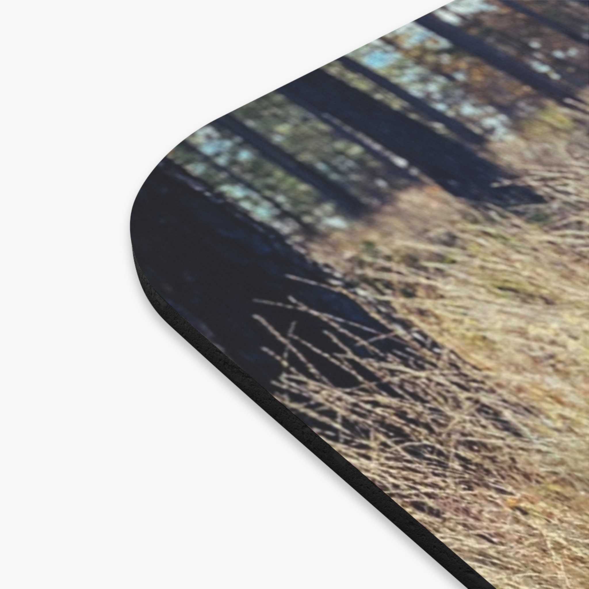 Dogs on Point, Pointing Dogs, Pointer, Dog, Upland Hunting, Quail ...