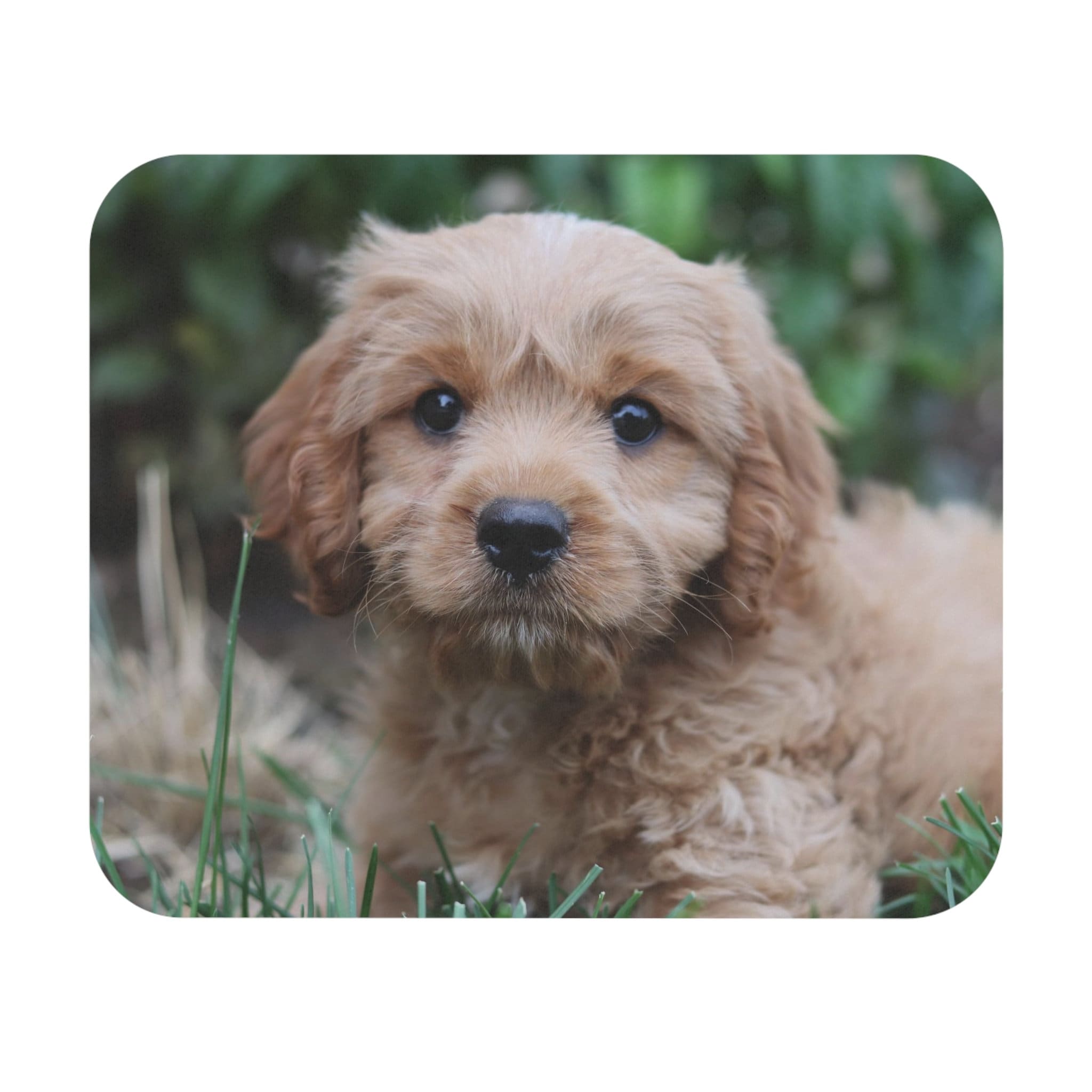 Light Brown Cavapoo Puppy Mouse Pad (rectangle) - Etsy