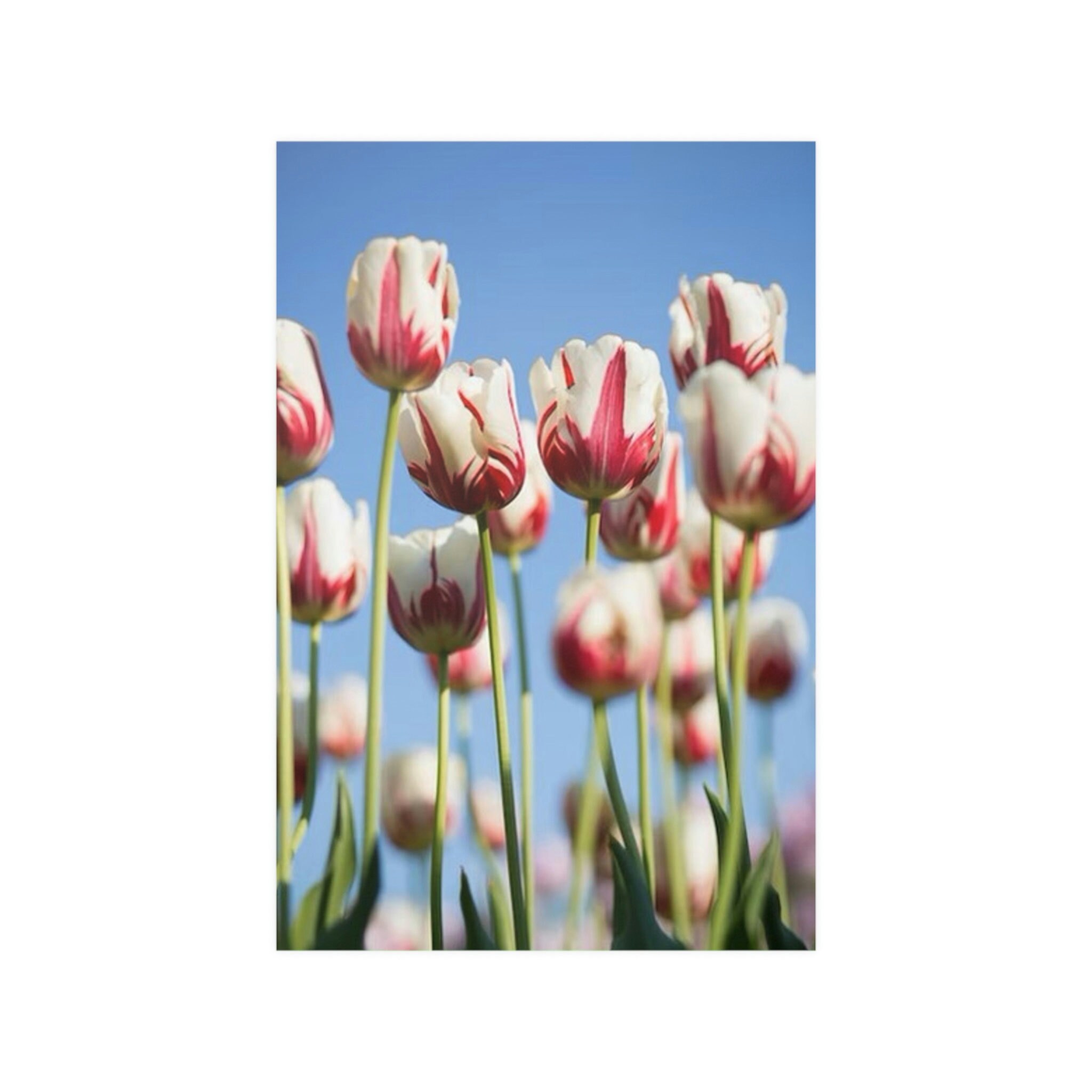 Purple and White Tulip Poster for Framing, Purple and White Tulip ...