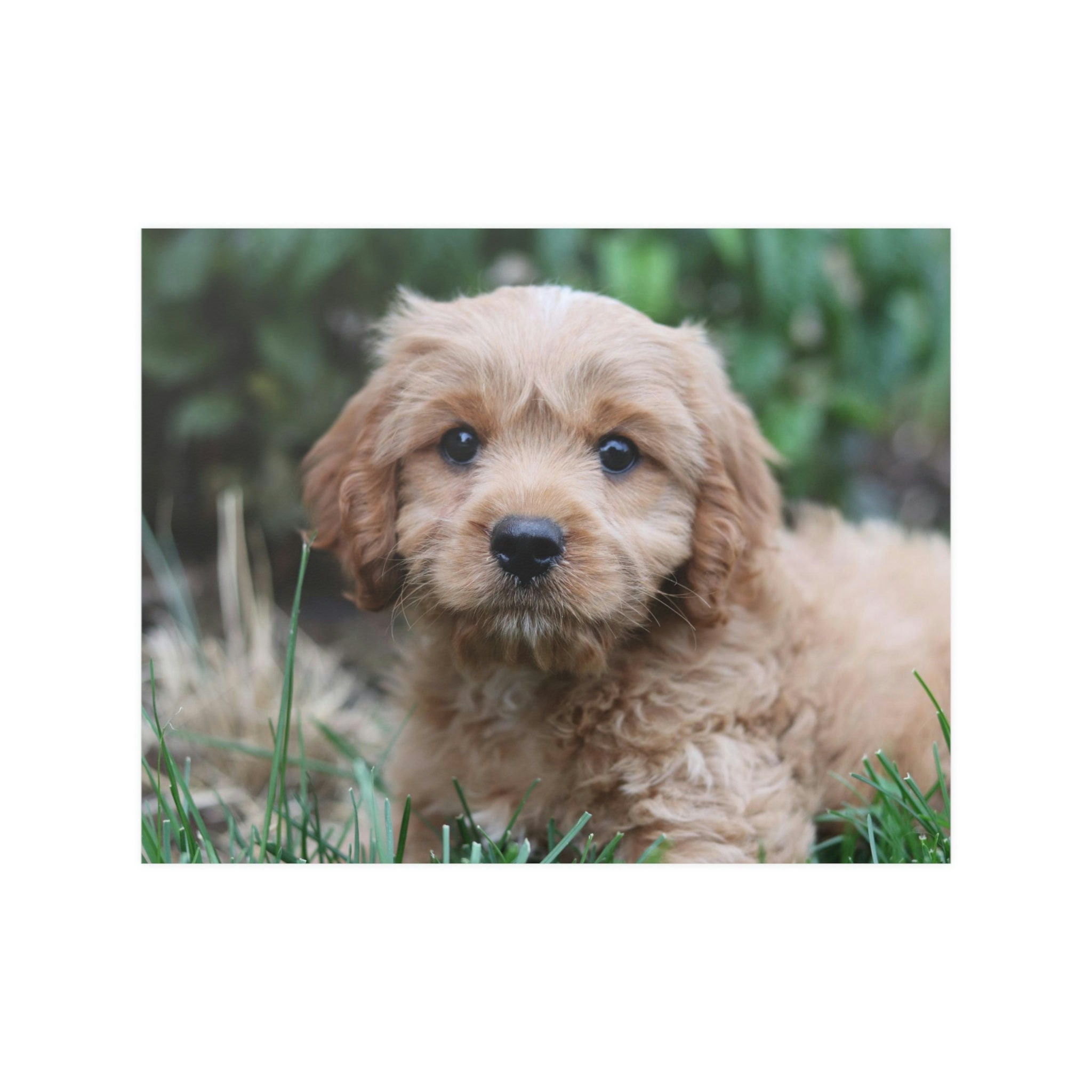 Cavapoo Puppy Art Print: Brown Dog Satin Poster (210gsm) - Etsy