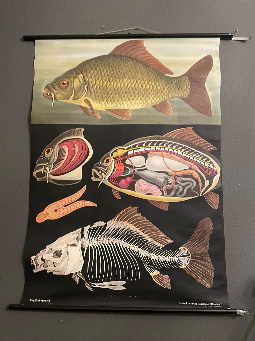 Old School Wall Chart Print on Linen Fish Perch - Etsy UK