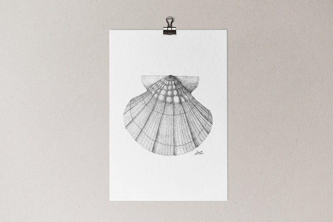 Shell Poster Limited Edition Art Print Mollusc - Etsy