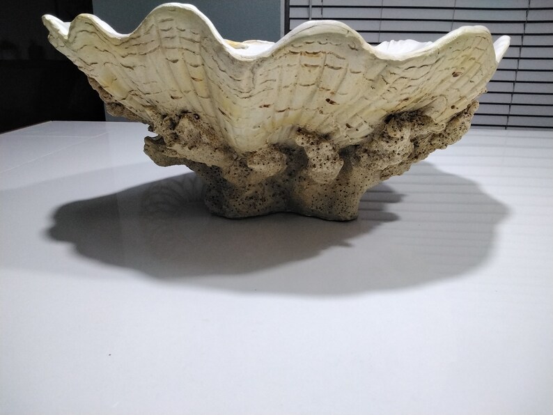 Giant Seashell Clam Coral Resin - Decorative Bowl - Etsy