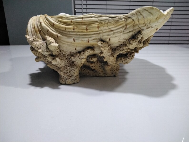 Giant Seashell Clam Coral Resin - Decorative Bowl - Etsy