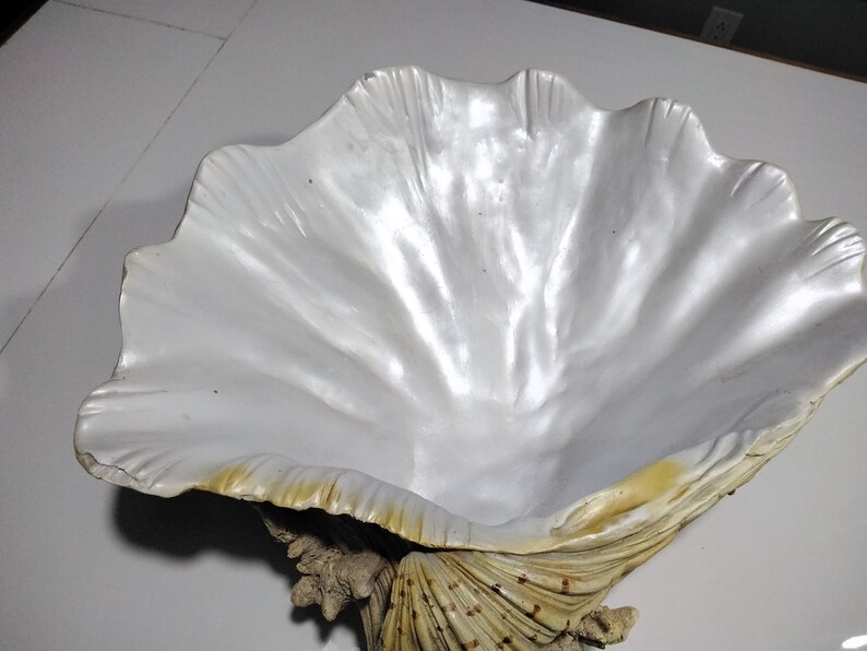 Giant Seashell Clam Coral Resin - Decorative Bowl - Etsy