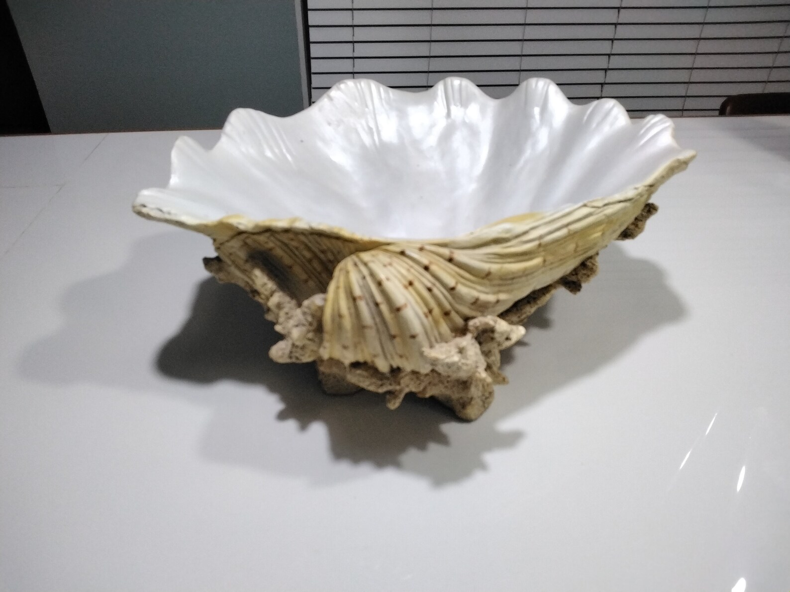 Giant Seashell Clam Coral Resin - Decorative Bowl - Etsy