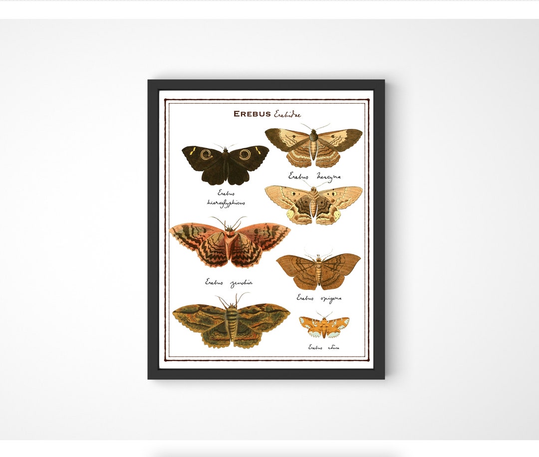 Erebus Moth Collection - Victorian Naturalist Decor - Etsy