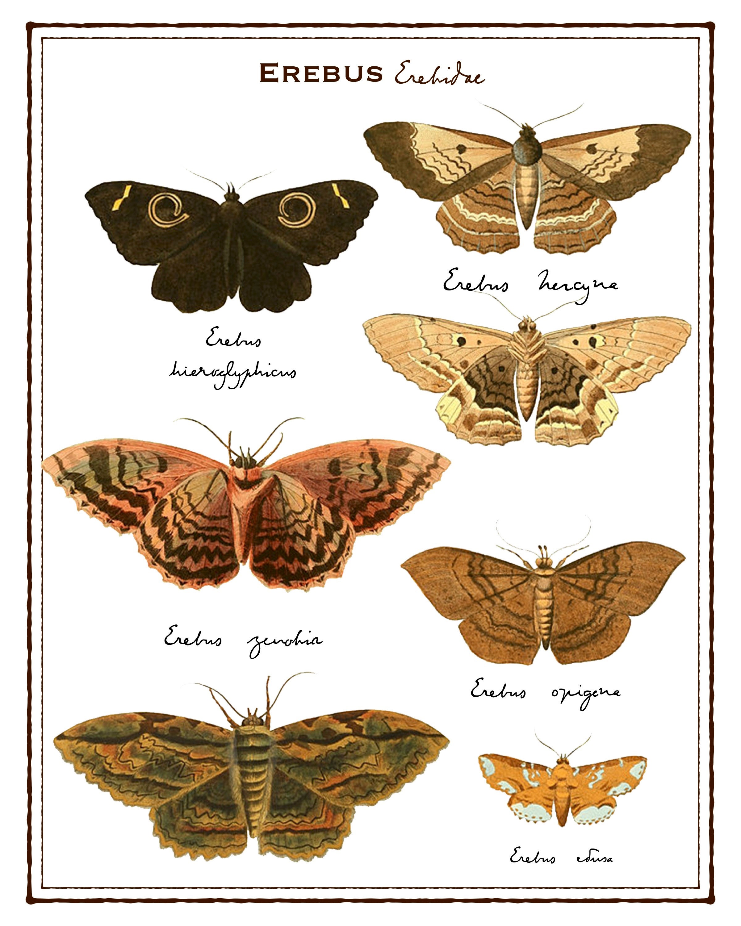 Erebus Moth Collection - Victorian Naturalist Decor - Etsy
