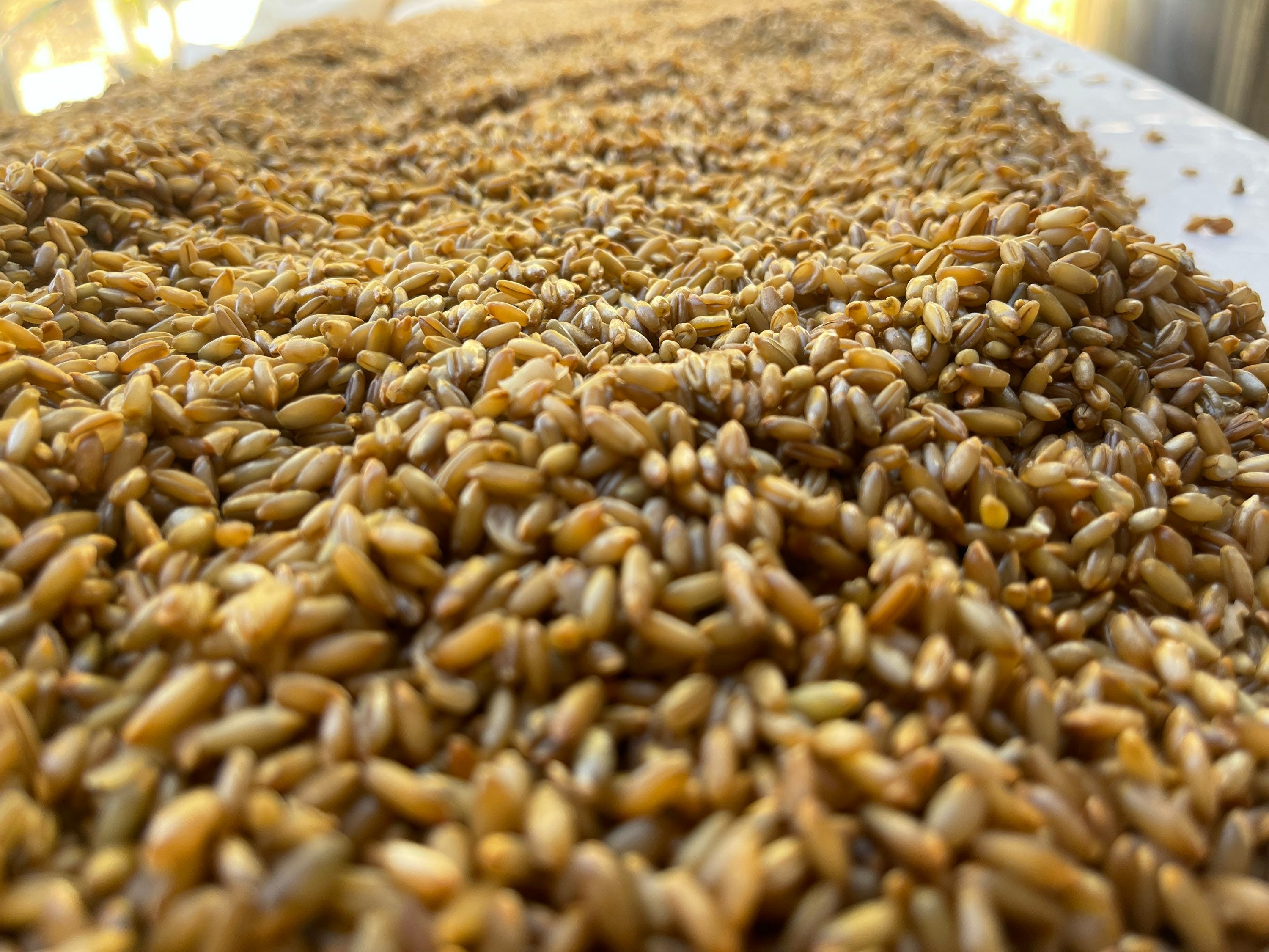 3 Lbs Sterilized Rye Grain Spawn Bag Grow Bag for Mushroom Cultivation ...