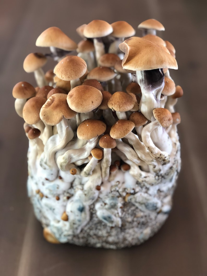 3 Lbs Sterilized Rye Grain Spawn Bag Grow Bag for Mushroom Cultivation With Injection Port - Rye ...