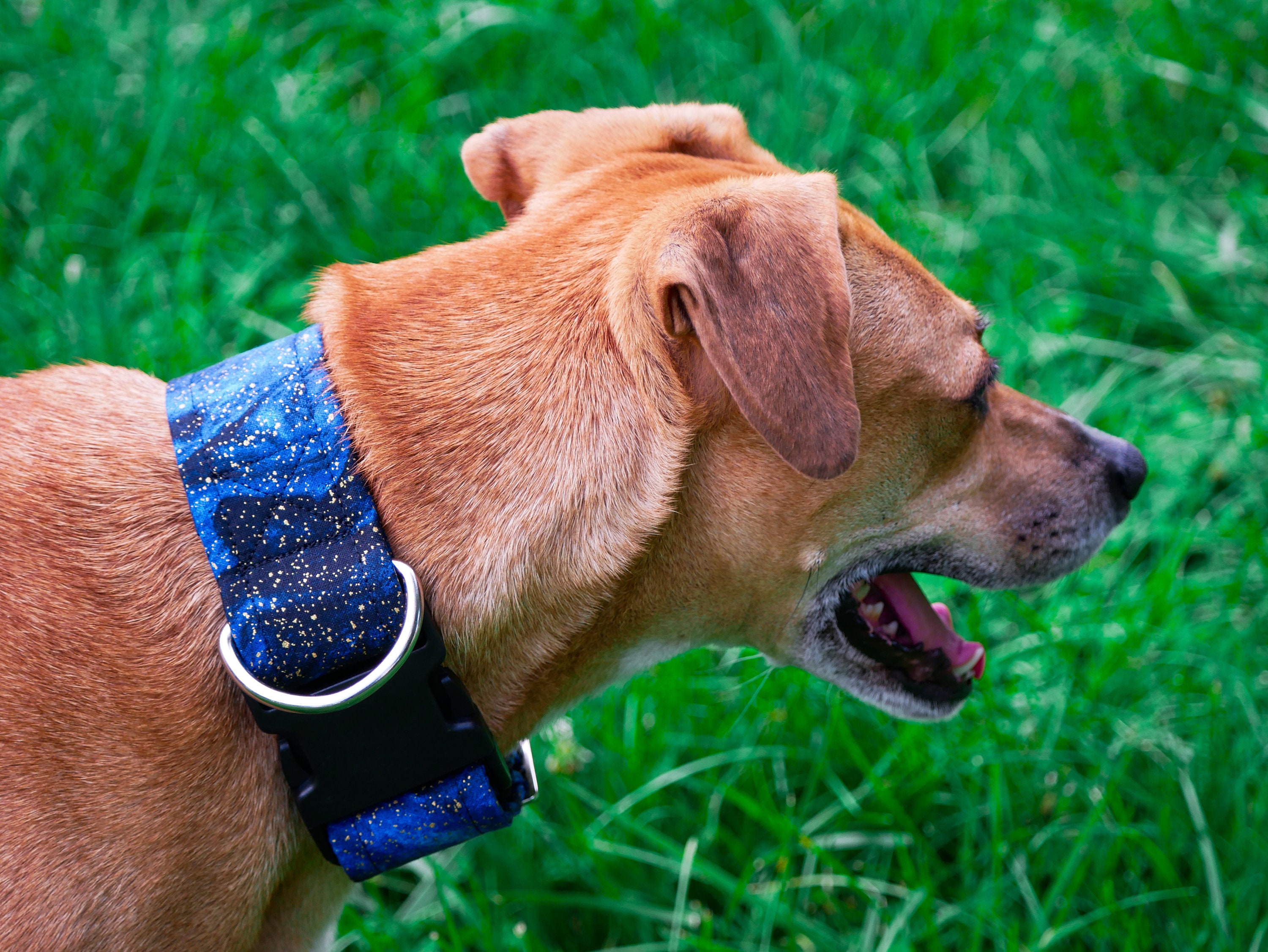 Gold Splatter Dog Collar 2 Inch Dog Collar Wide Dog Collar Big Dog ...