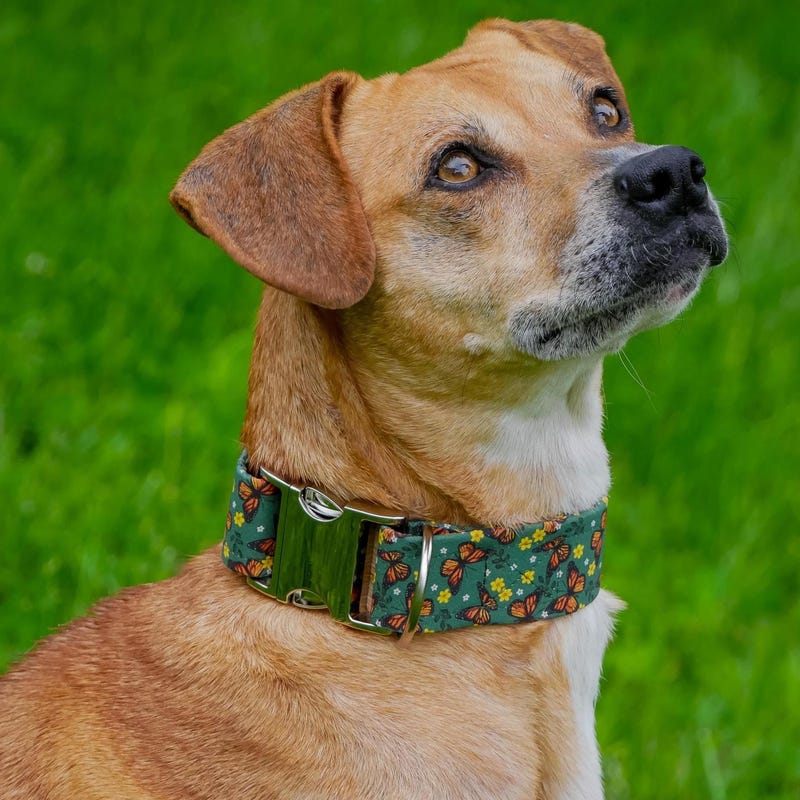Green Dog Collar - Etsy