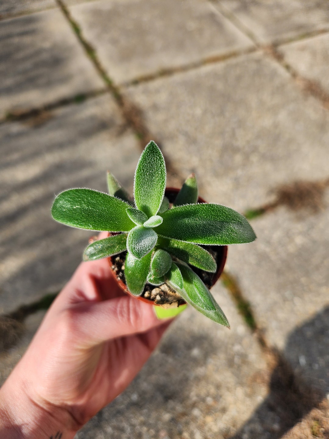 Crassula Mesembryanthemoides Tenelli Crassula Crassula - Etsy