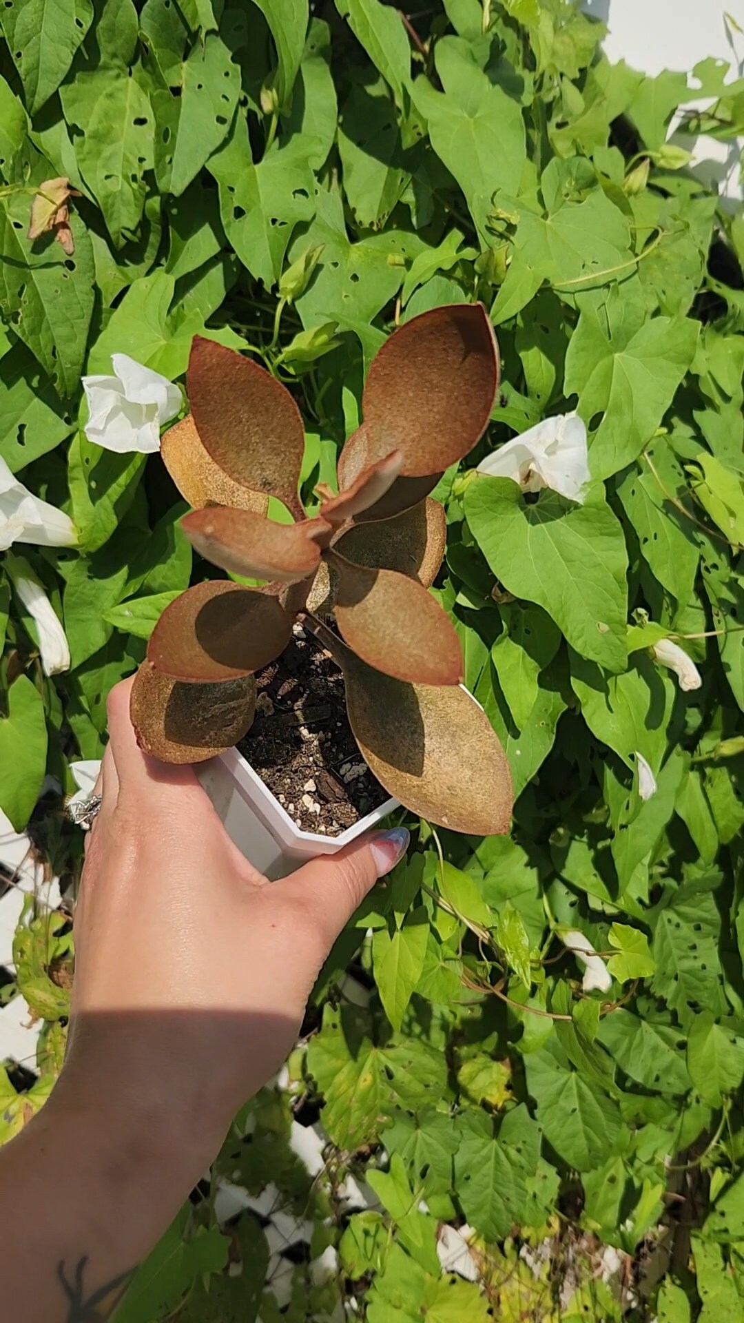 Copper Spoons Succulent, Succulent, Copper Succulent, Gold Succulent, 4 ...