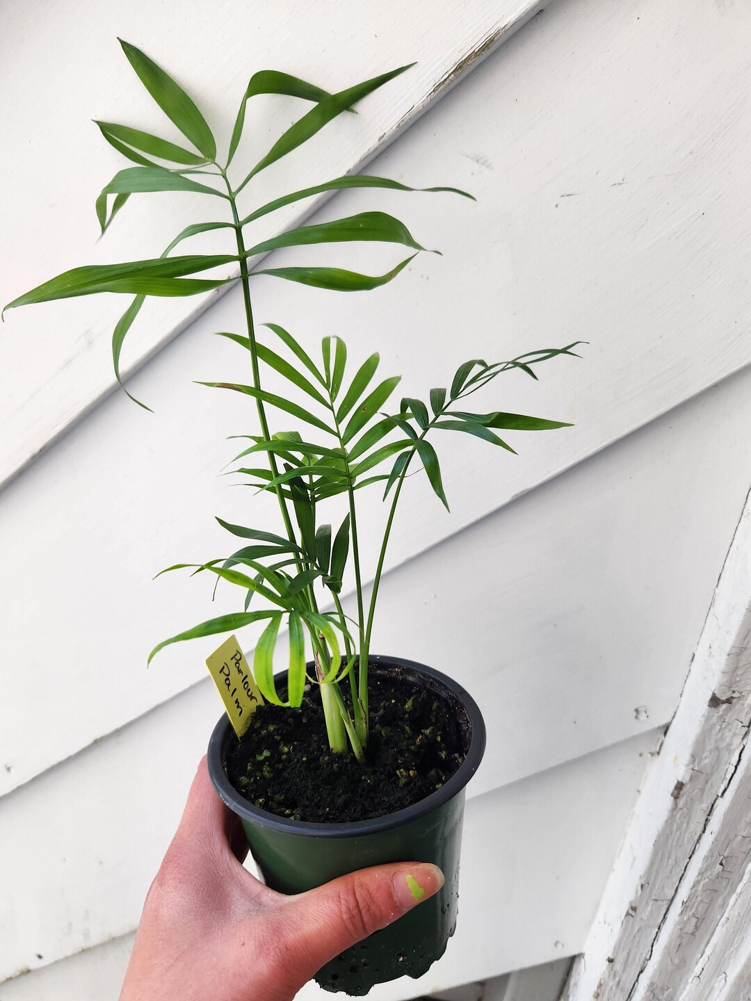 Palm Tree, Parlor Palm, Palm Plant, Easy Plant, Beginner Plant, House ...