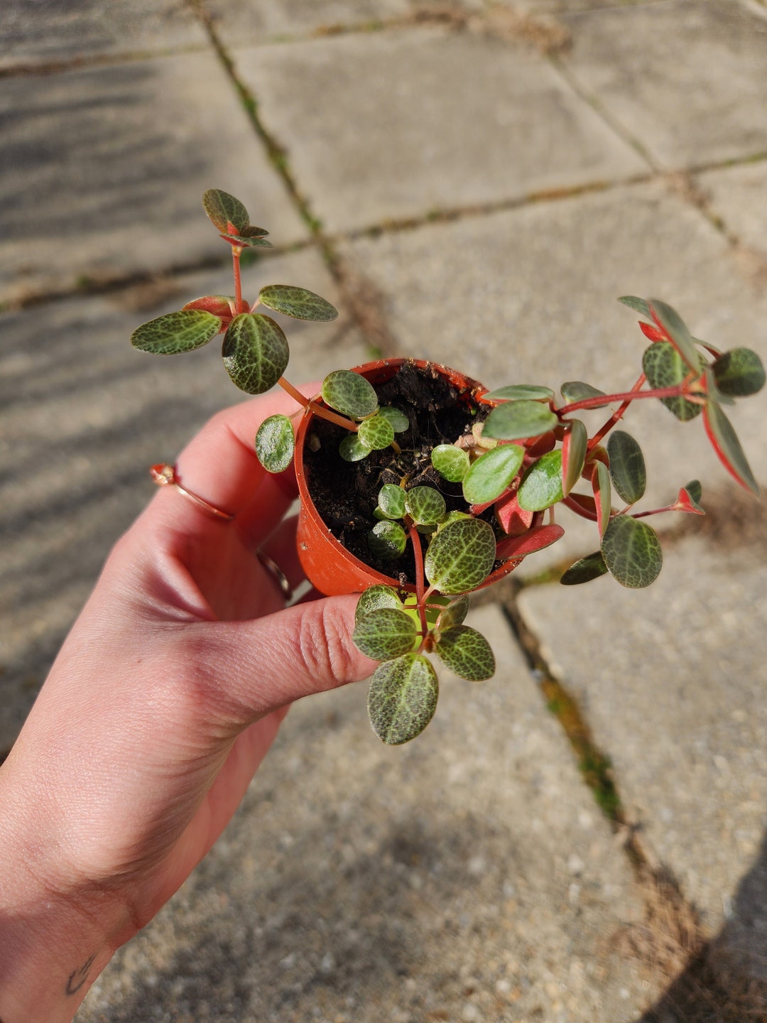 Peperomia Peperomia Plant Peperomia Red Log Red Log Plant - Etsy