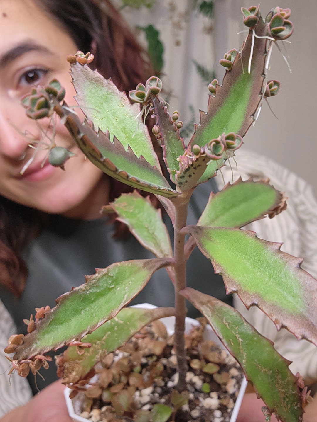 Mother of Thousands, 4 Inch Succulent, Houseplant, Plant, Unique Plant ...