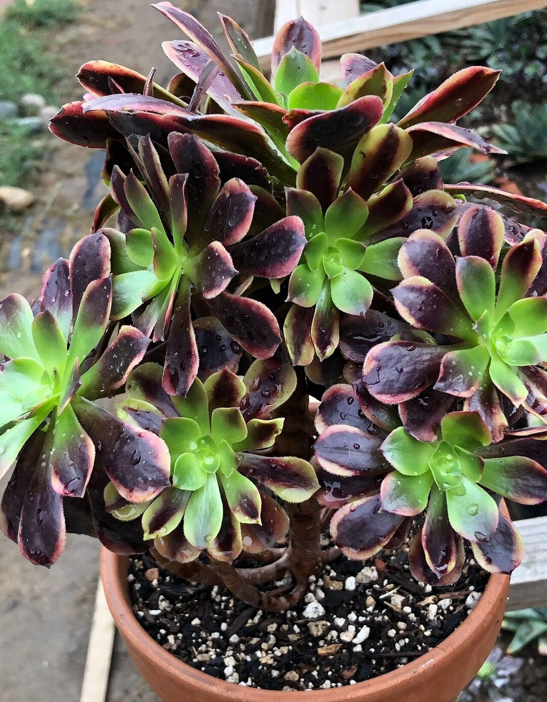 7.5x8 Aeonium Super Bang 14-15 Heads Cluster Rooted - Etsy