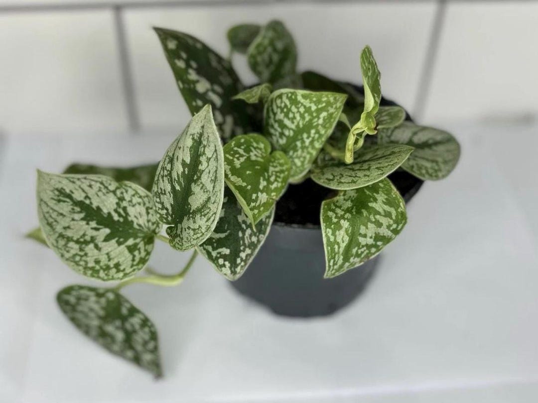 Satin Pothos | Scindapsus Pictus Arygraeus | Silver Vine | Silvery Ann ...