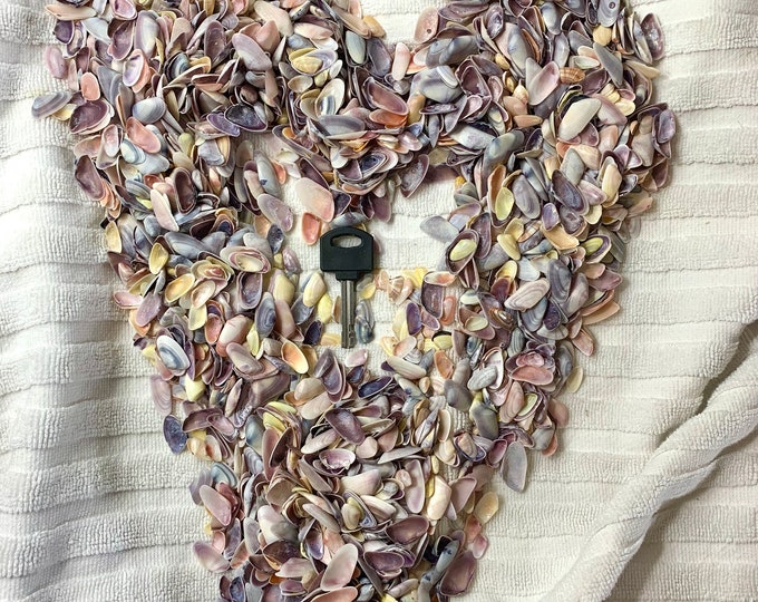20 Tiny Coquina Shells Florida Gulf, Handpicked, Craft Shells, Shell ...