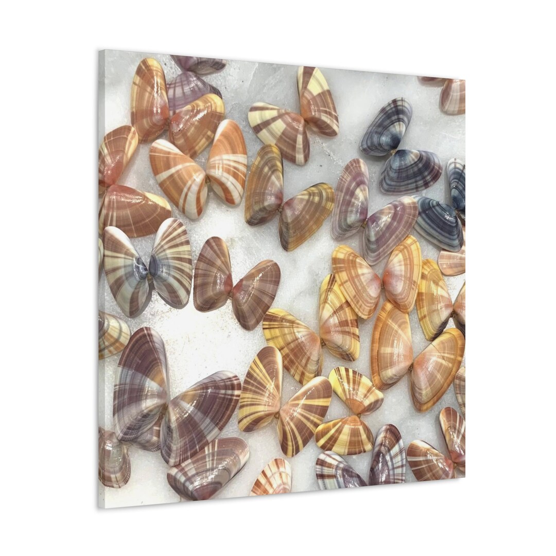 NEW Square Tile Canvas Gallery Wraps Premium Coquina Butterfly Shells ...