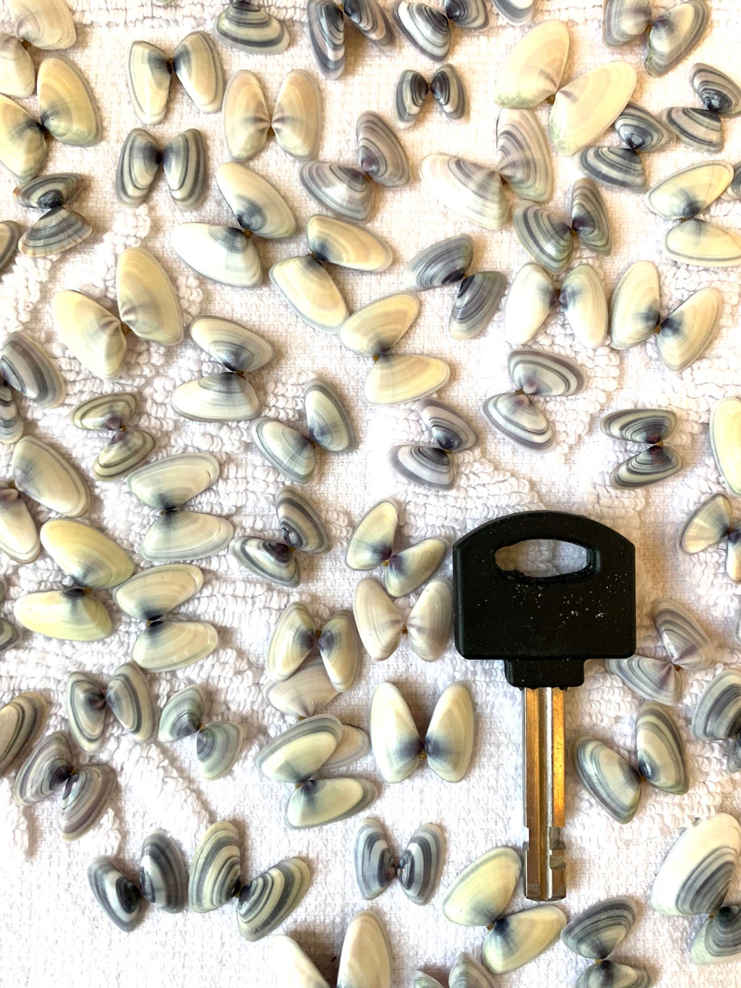 100 Varied Blue Coquina Butterfly Pair Shells - Etsy