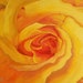 Yellow Rose Art Print of Original Oil Painting 12 X 16 Dimensions by ...