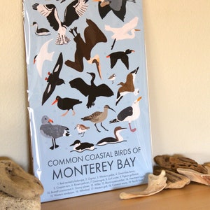Coastal Birds of Monterey Bay Print - Original Illustration Poster ...
