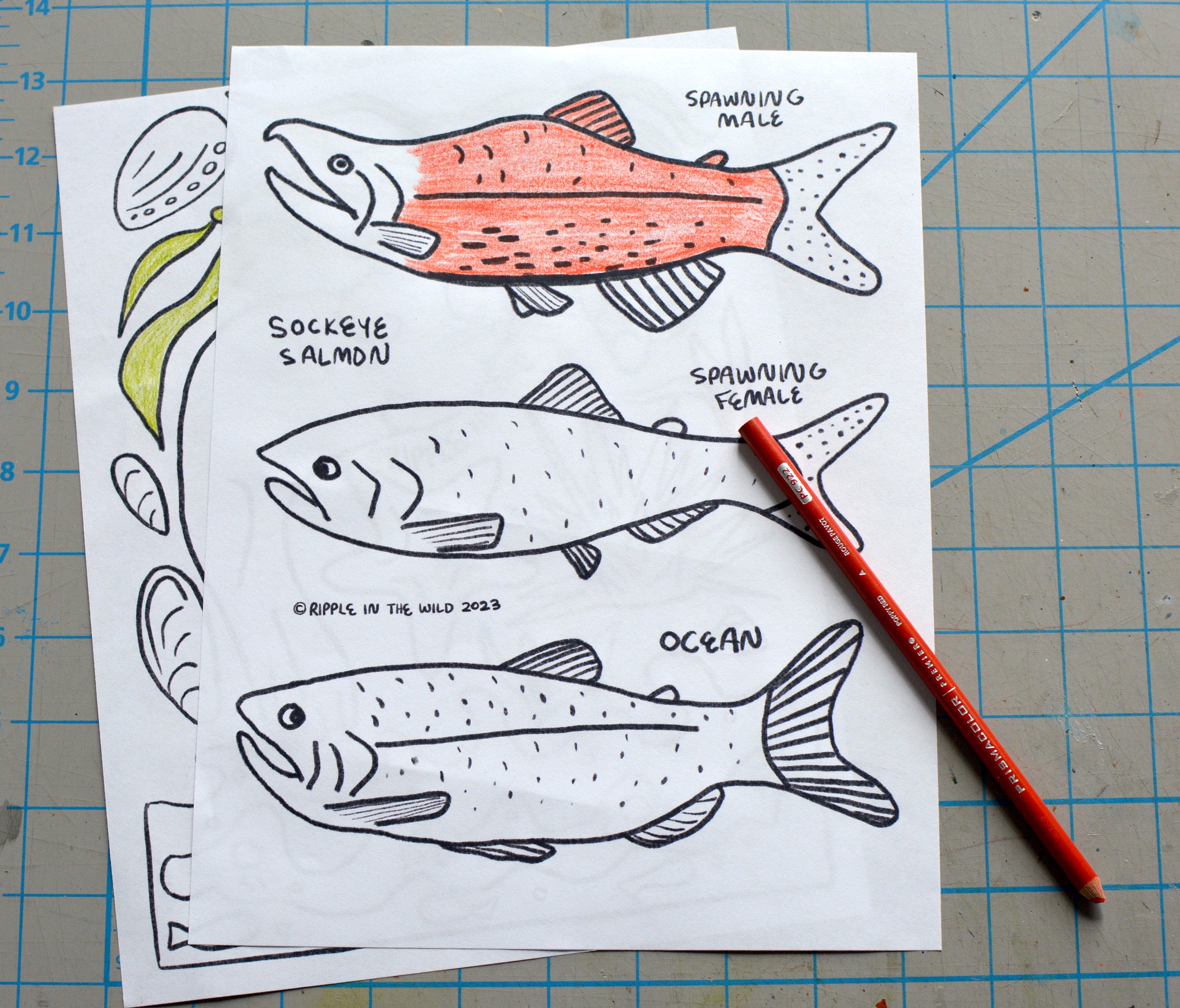 PRINTABLE - Coloring Page Sockeye Salmon- Hand Drawn Nature Coloring ...