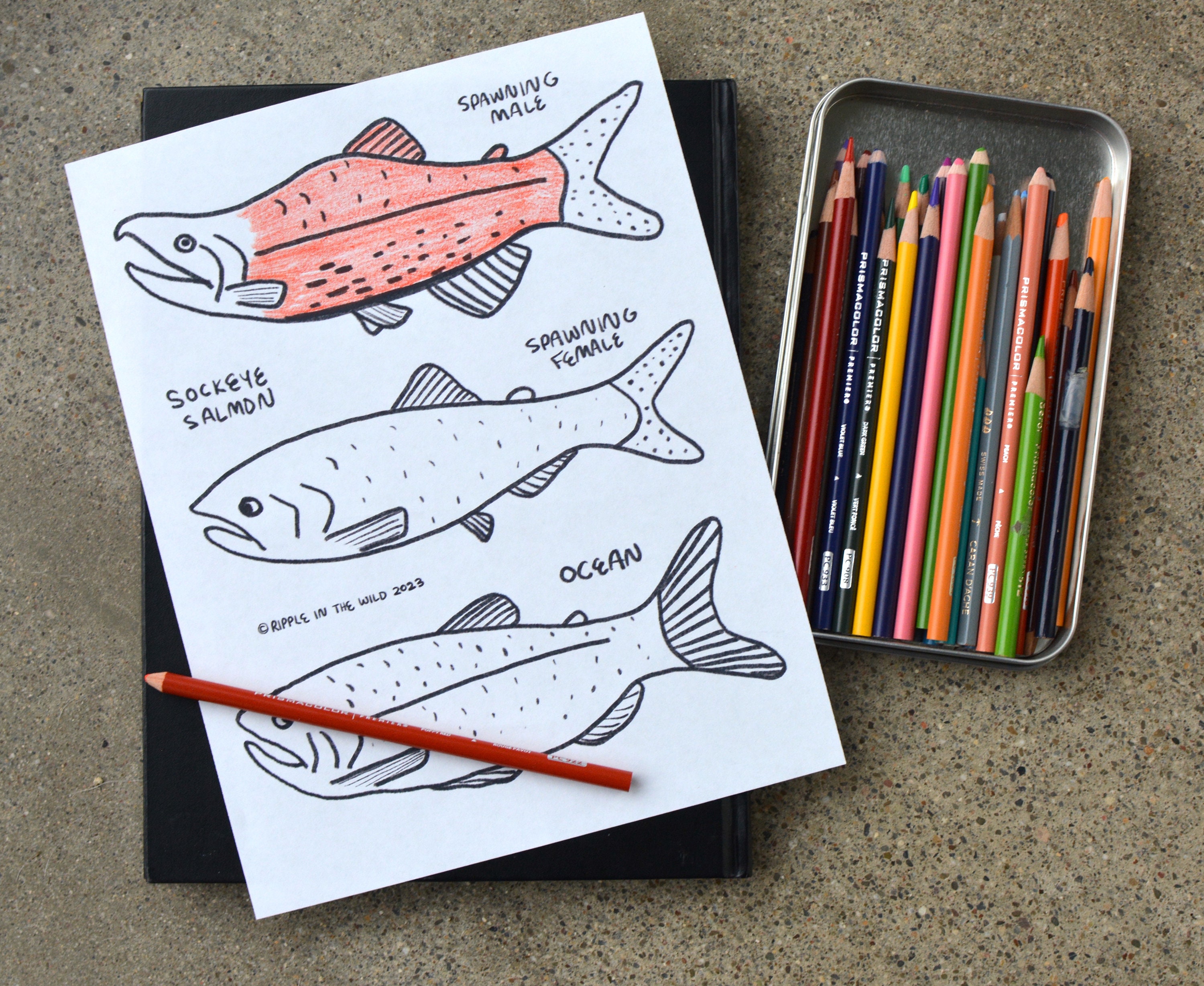 PRINTABLE - Coloring Page Sockeye Salmon- Hand Drawn Nature Coloring ...