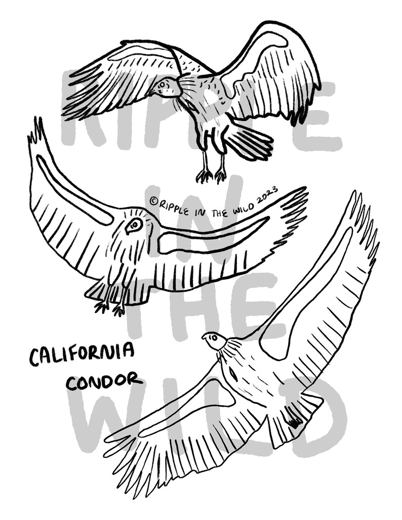 PRINTABLE - Coloring Page Condors - Hand Drawn Nature Coloring Page for ...