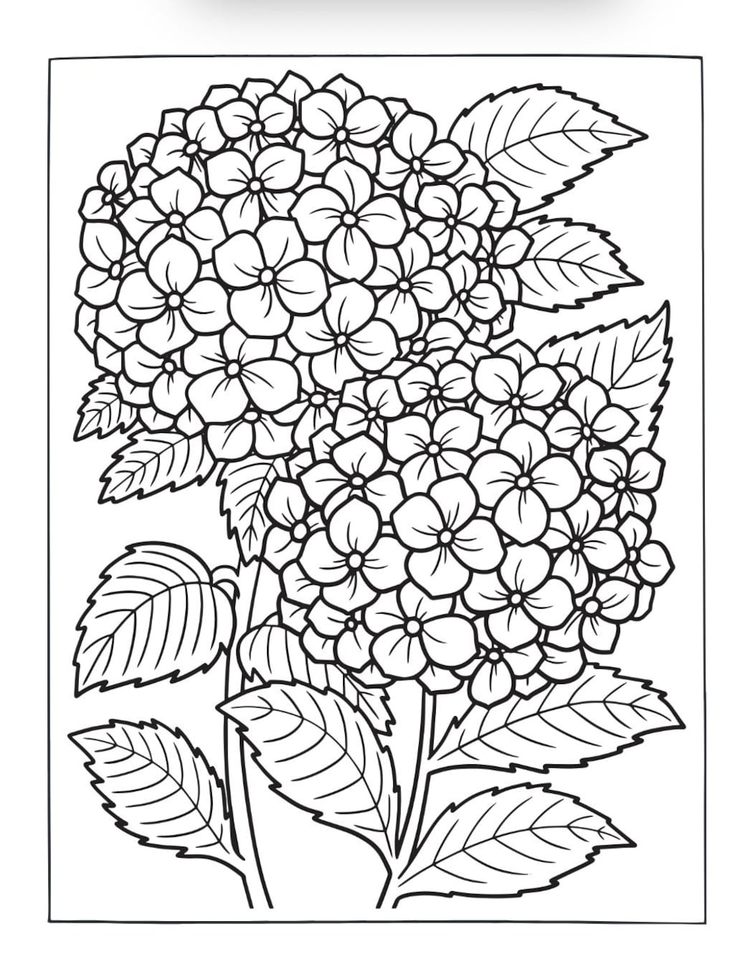 Printable Floral Fantasy Coloring Pages - 10 Beautiful Blooms for ...