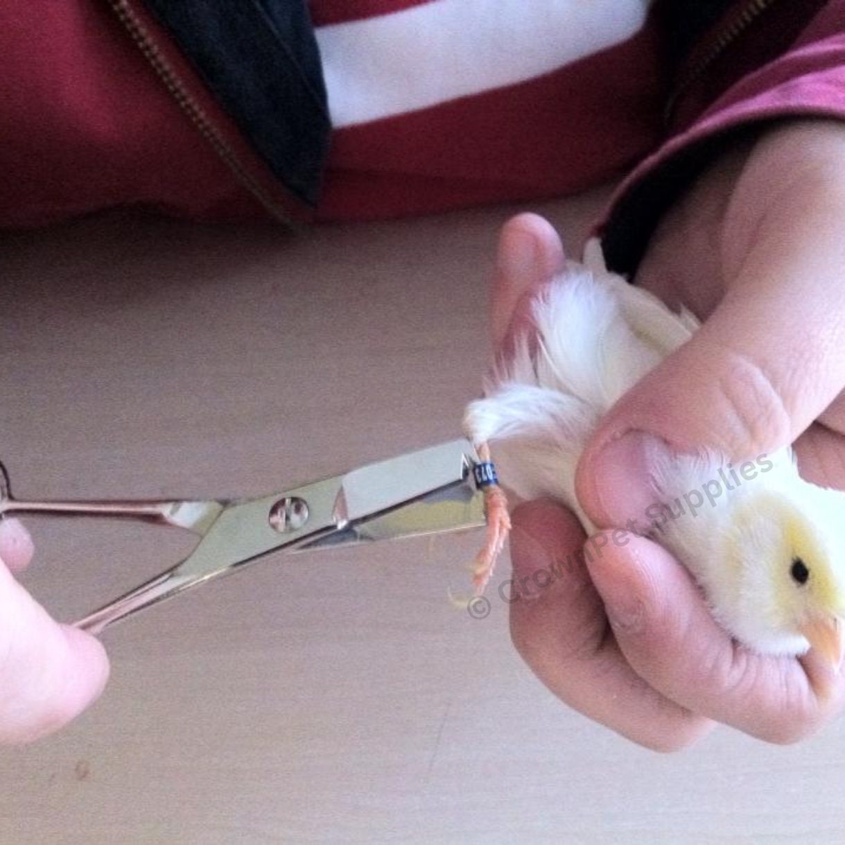 Bird Leg Band Cutter Scissor Stainless Steel for Canary, Finches ...